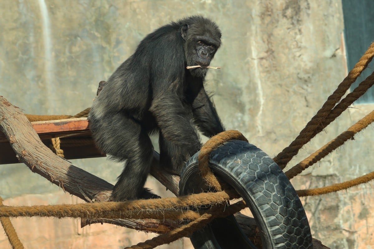 Al Ain Zoo Dhabi celebrates World Chimpanzee Day with conservation ...