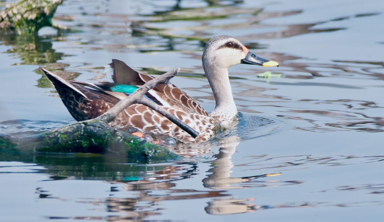 Jaipur Bird Festival Showcases Vibrant Avian Diversity | Udaipur Kiran