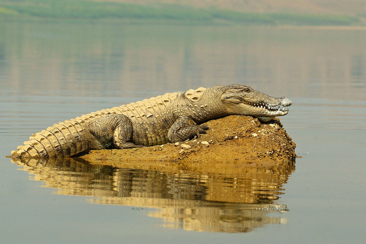 Vedanta’s Hindustan Zinc Signs MoU for Crocodile Conservation Reserve ...