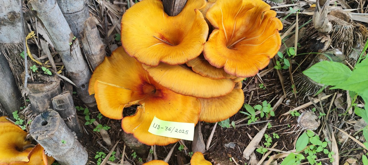 Golden Oyster Mushroom Species Discovered for the First Time in Rajasthan