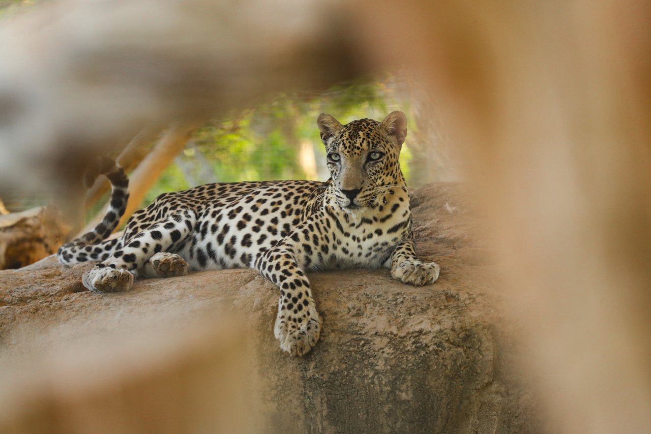 Al Ain Zoo Celebrates World Animal Day with Educational and Cultural ...