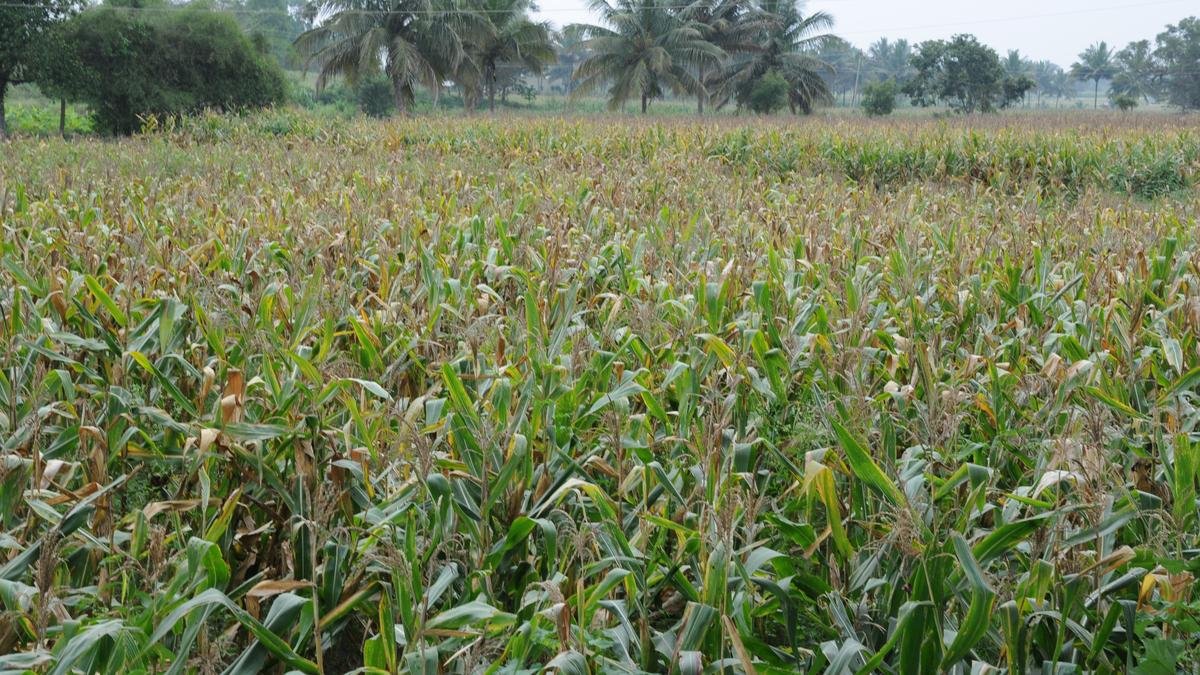 Heavy Rain Damages Paddy Crops in Tamil Nadu’s Delta Region; Farmers ...