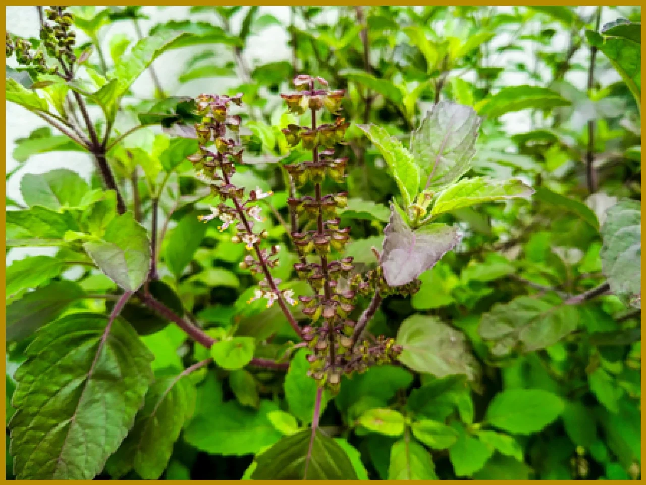 Benefits of Wild Tulsi: Natural Remedy for Respiratory Health and Energy